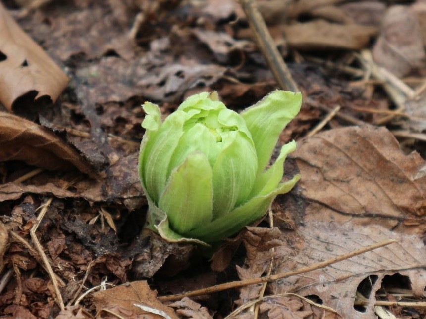 GINZA KUKI Restaurant collaborates with The C. W. Nicol Afan Woodland ...