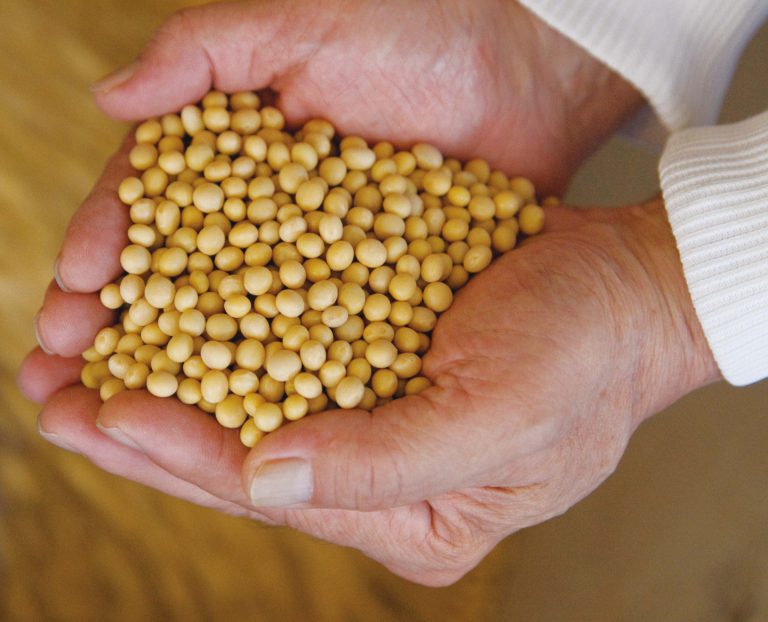 Hikari Miso From Japan | Triple Certified Organic & Non-GMO | Since 1936